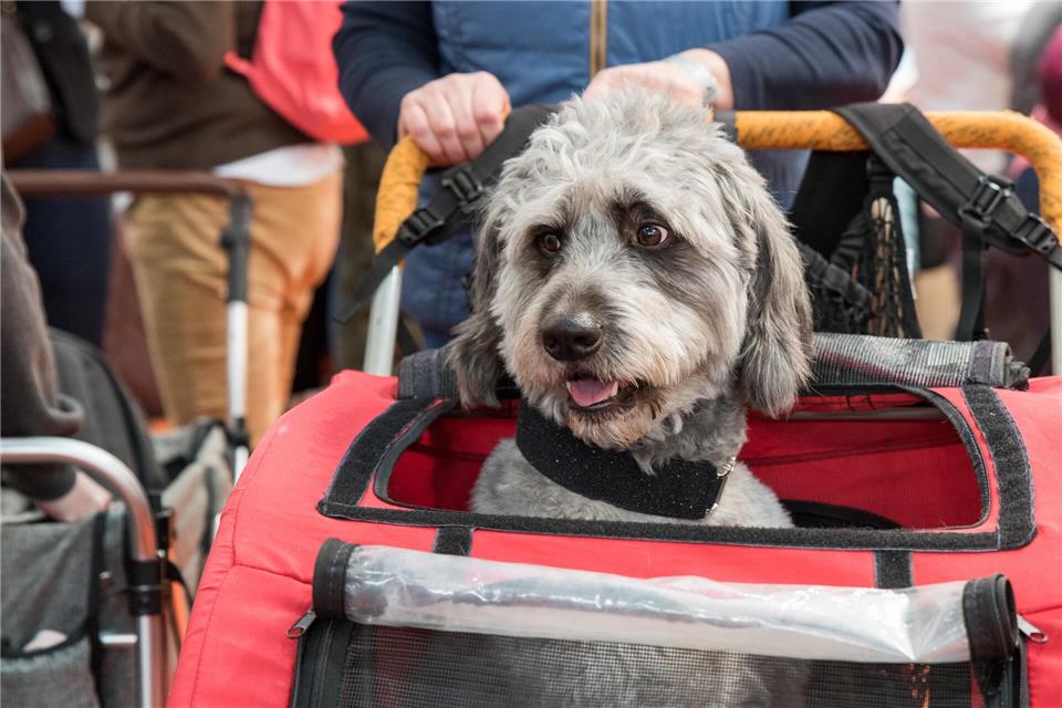 Wo Hunde die Stars sind